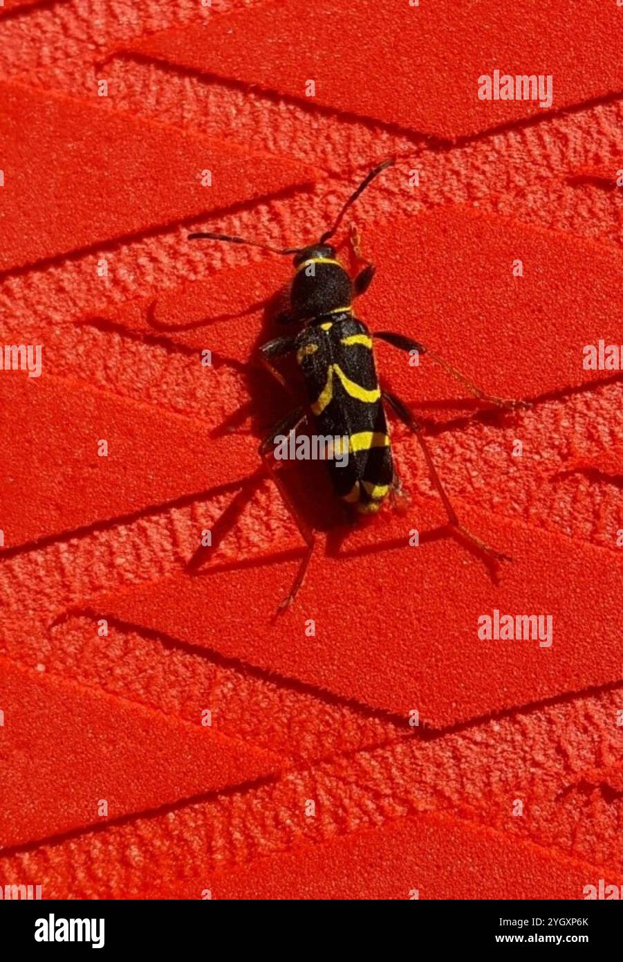 Wasp Beetle (Clytus arietis Stock Photo - Alamy