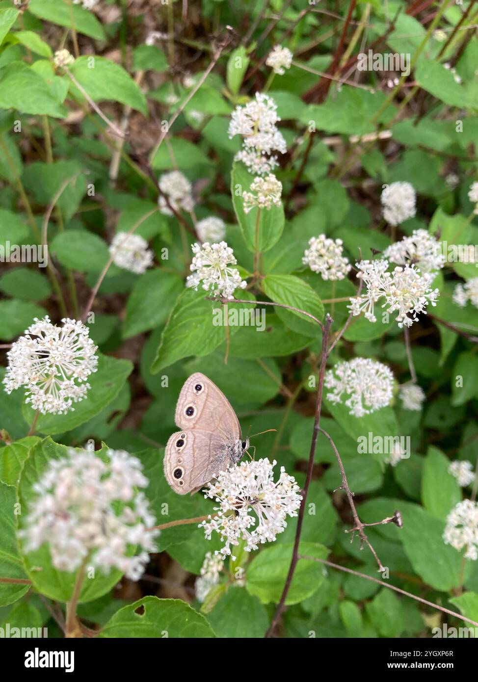 Little Wood Satyr (Megisto cymela Stock Photo - Alamy