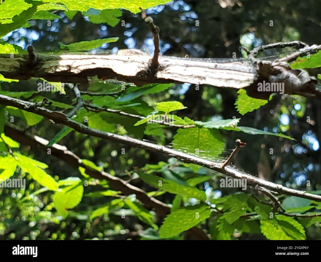 Winged Elm (Ulmus alata Stock Photo - Alamy