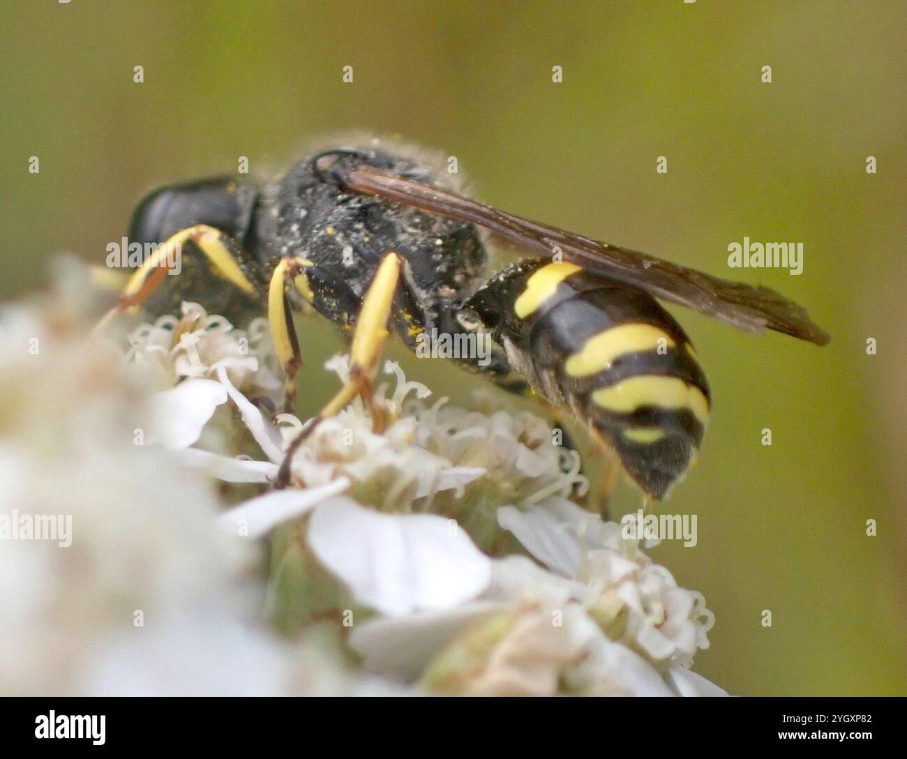 Common Ectemnius (Ectemnius continuus Stock Photo - Alamy