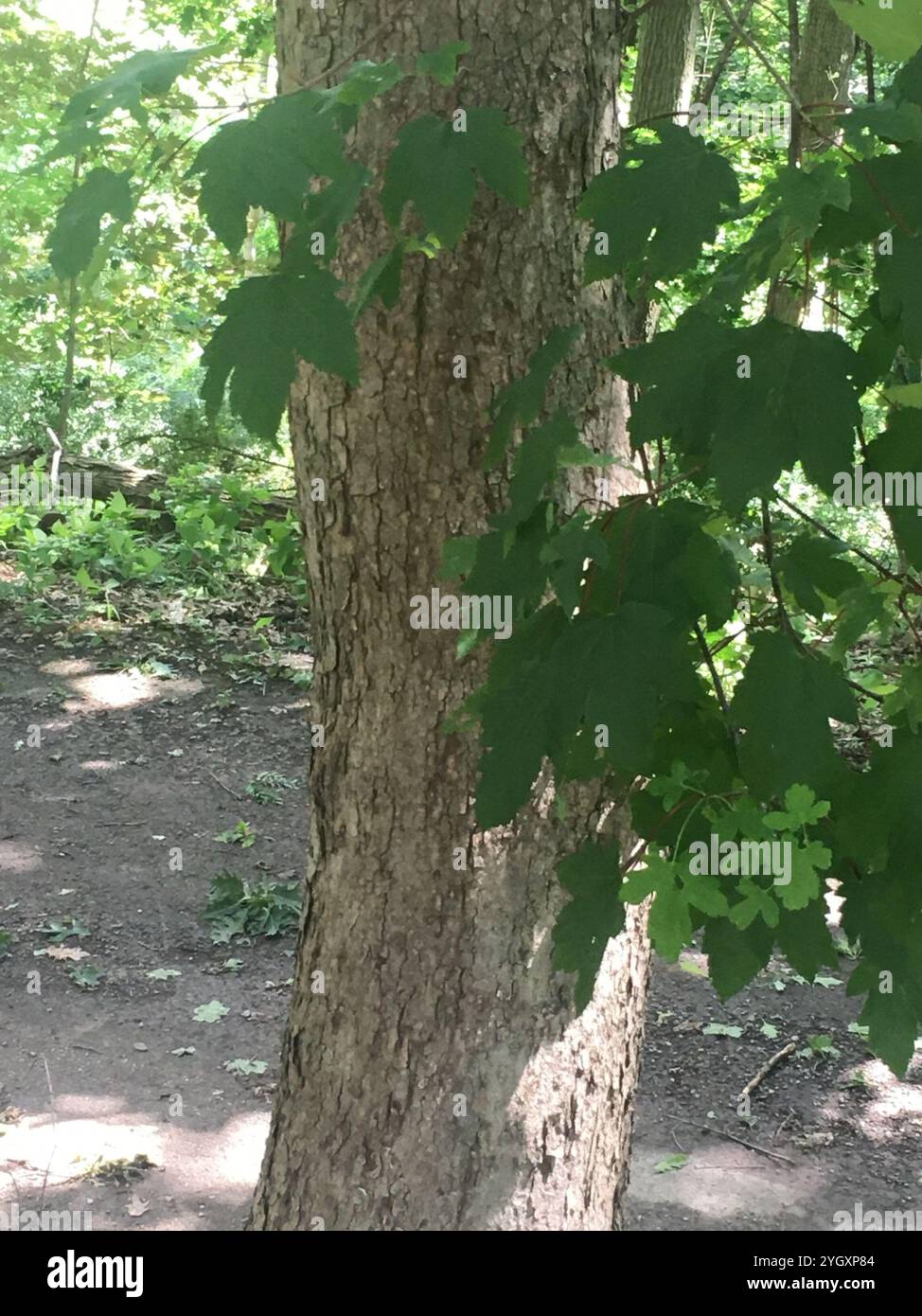 sycamore maple (Acer pseudoplatanus Stock Photo - Alamy