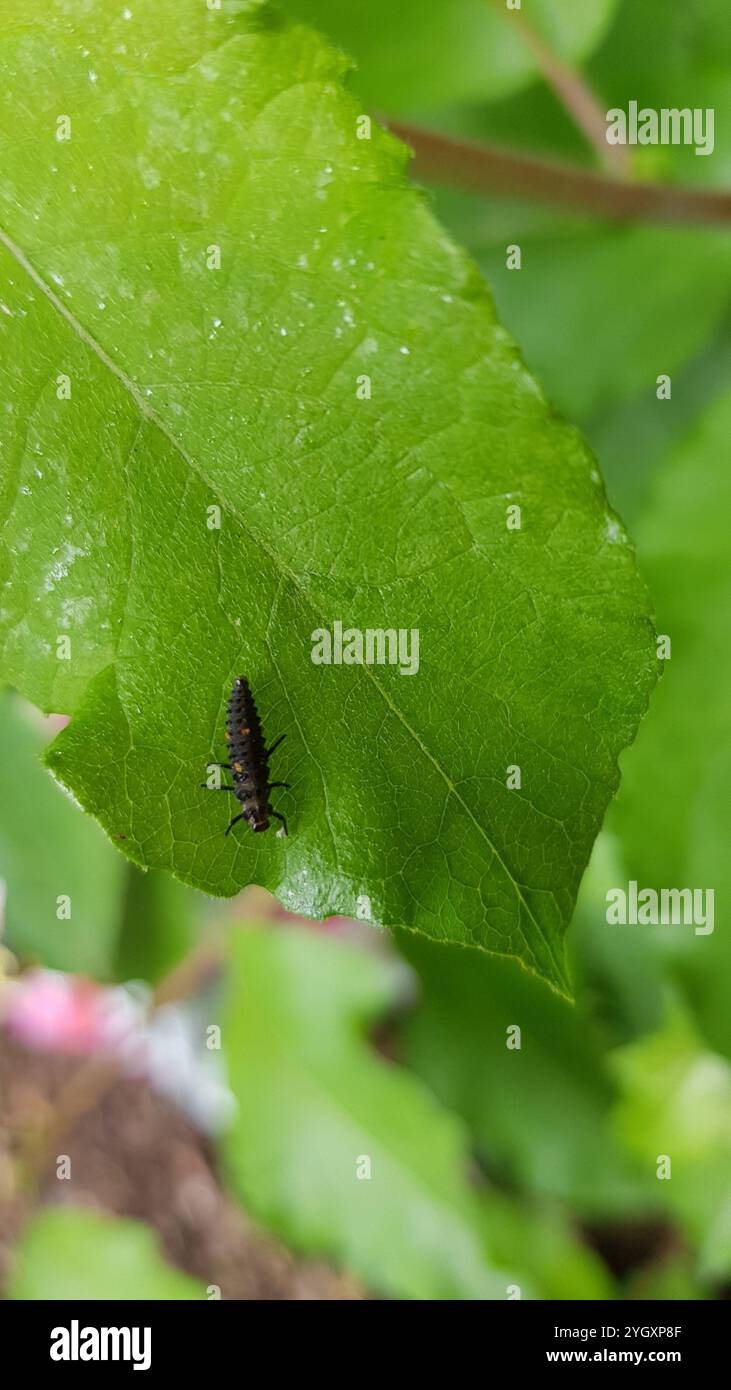 Two-spotted Lady Beetle (Adalia bipunctata Stock Photo - Alamy