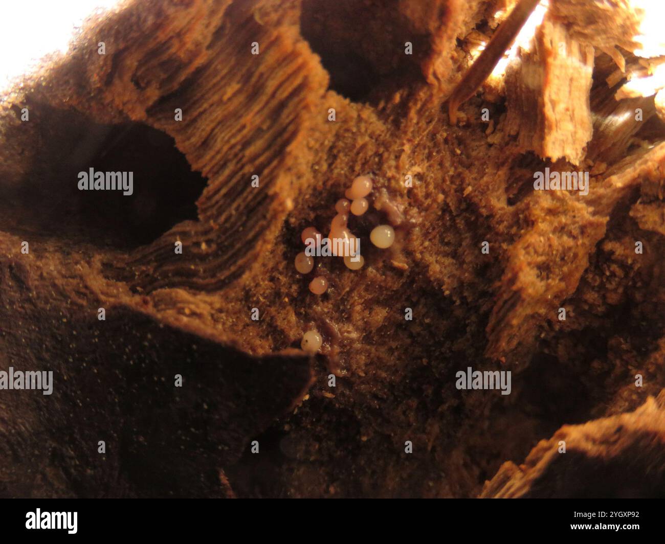 slime molds (Mycetozoa Stock Photo - Alamy