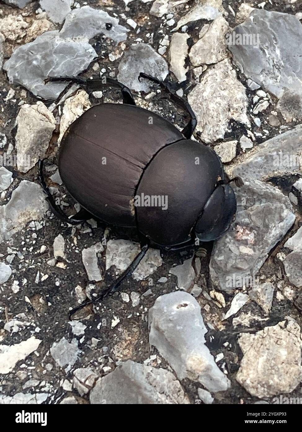 Dung Rollers (Canthon Stock Photo - Alamy