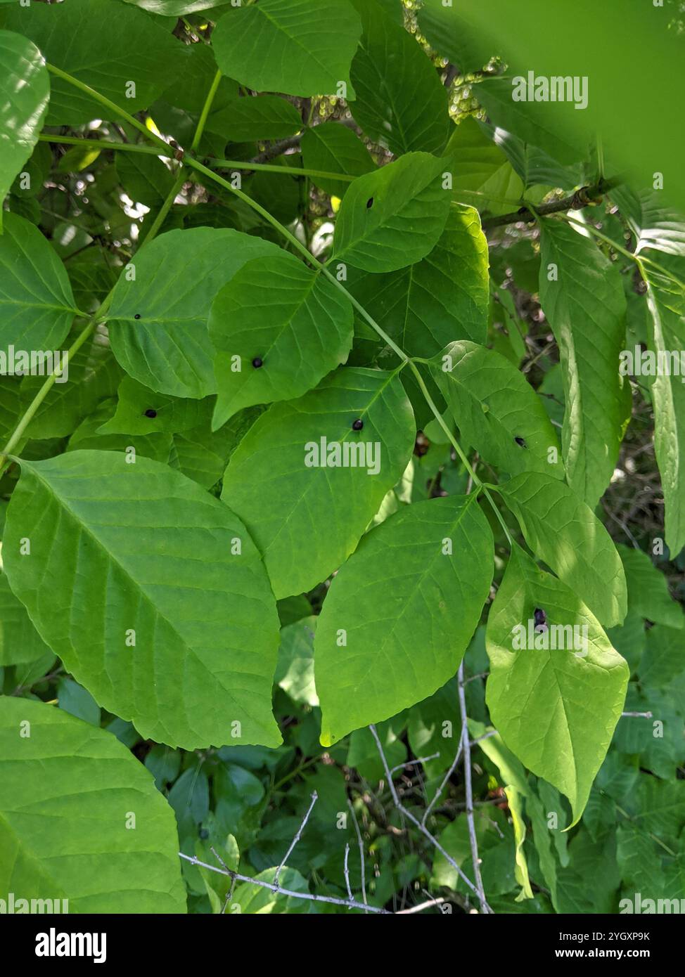ash bullet gall midge (Dasineura pellex Stock Photo - Alamy