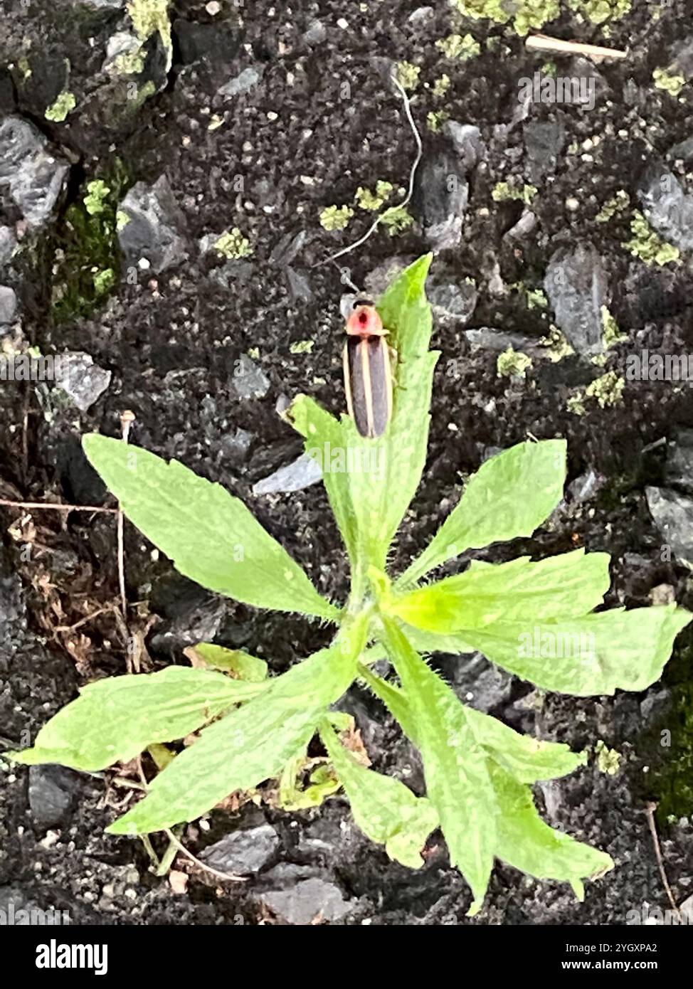 Common Eastern Firefly (Photinus pyralis Stock Photo - Alamy