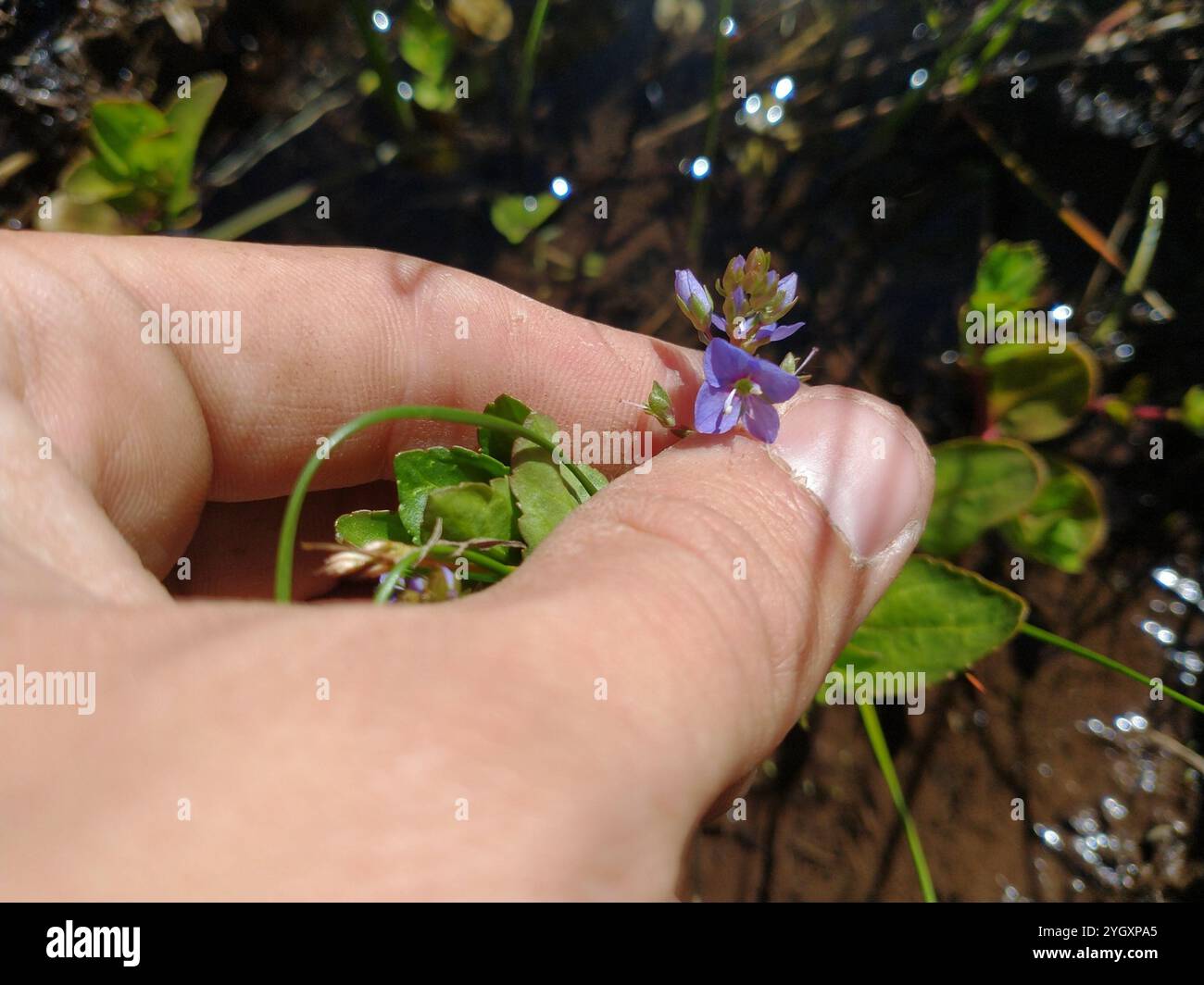 American brooklime hi-res stock photography and images - Alamy