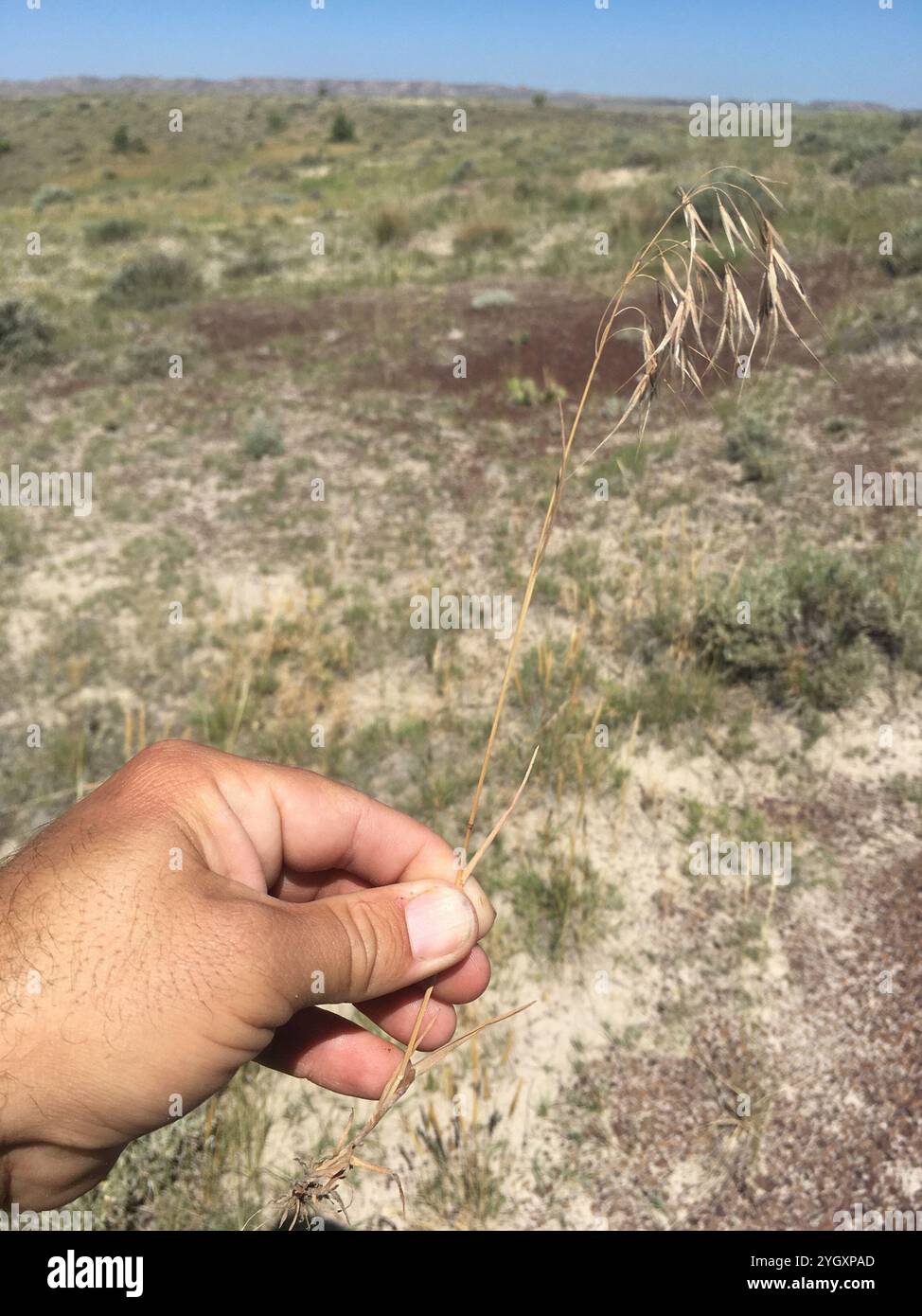 Cheatgrass (Bromus tectorum Stock Photo - Alamy