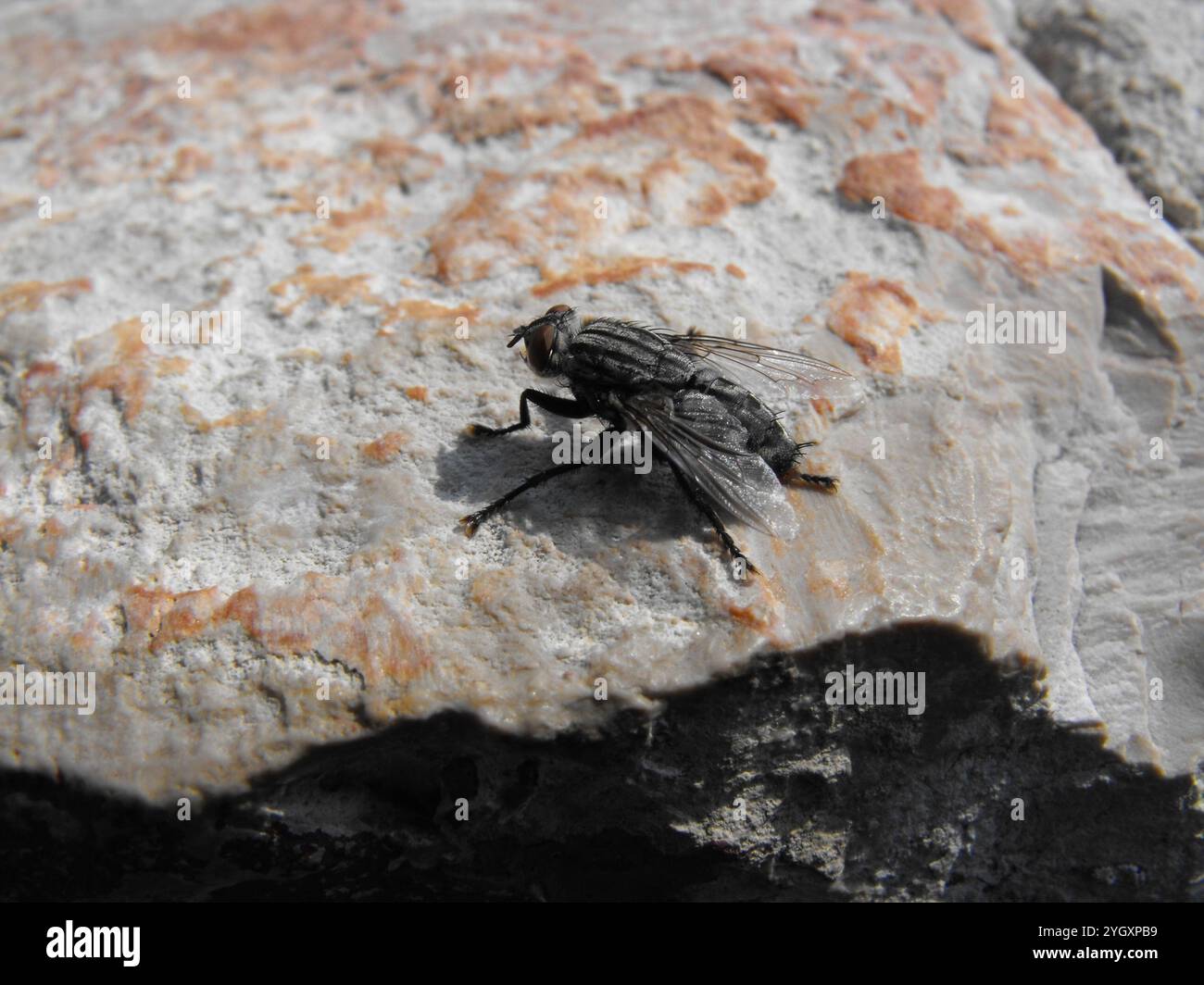 Common Flesh Flies (Sarcophaga Stock Photo - Alamy