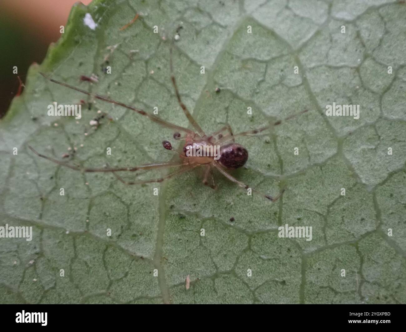 Comb-footed Spiders (Theridiidae Stock Photo - Alamy