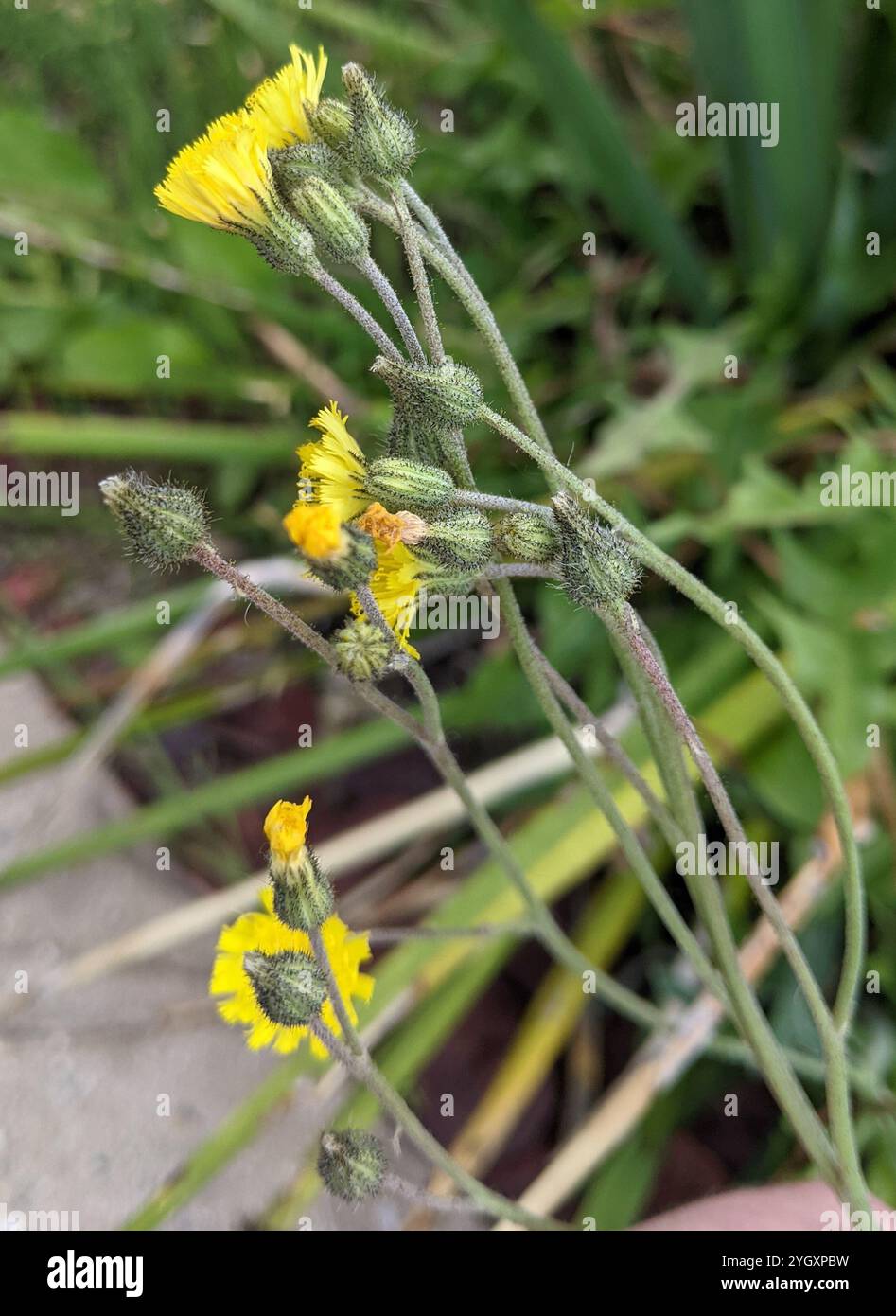 mouse-ear hawkweeds (Pilosella Stock Photo - Alamy