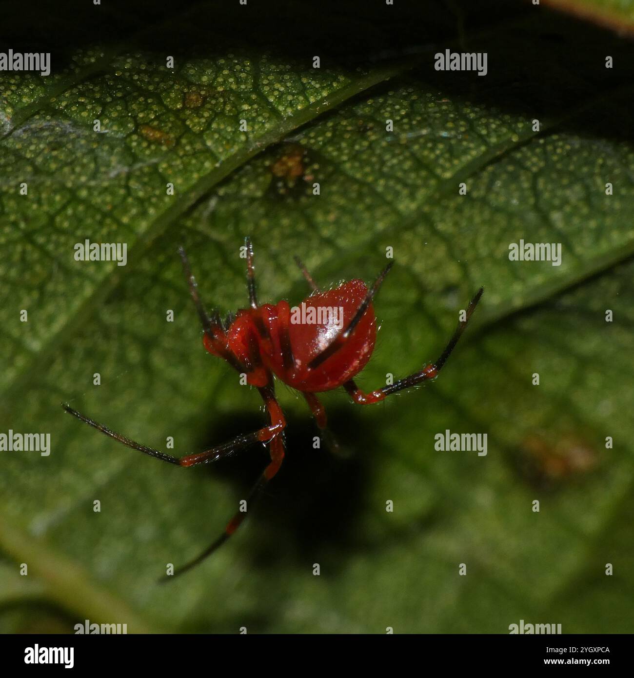 Comb-footed Spiders (Theridiidae Stock Photo - Alamy
