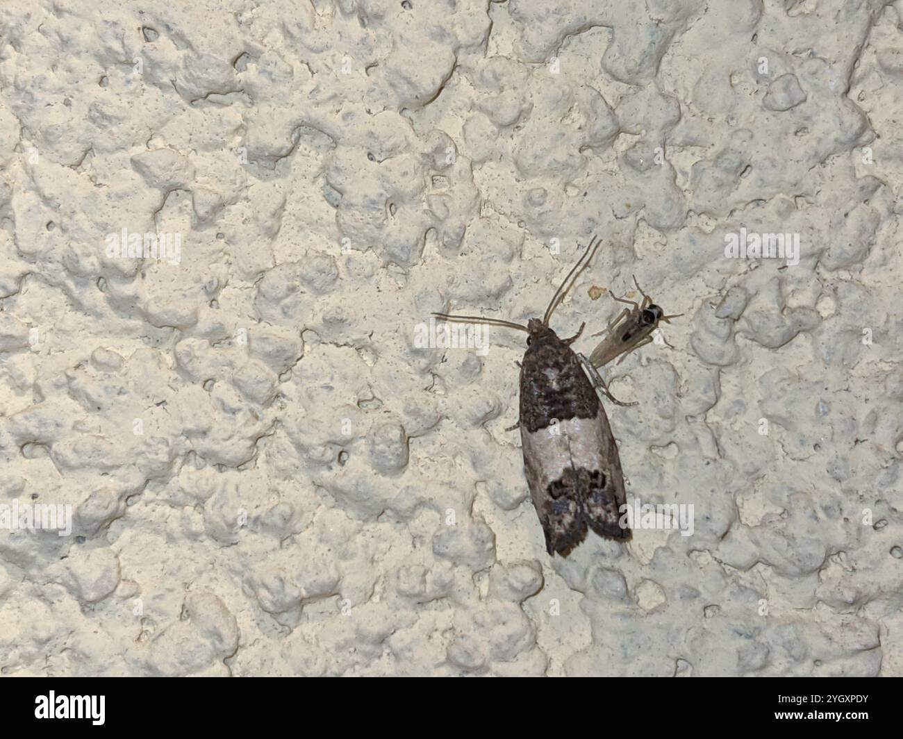 Eye-spotted Bud Moth (Spilonota ocellana Stock Photo - Alamy