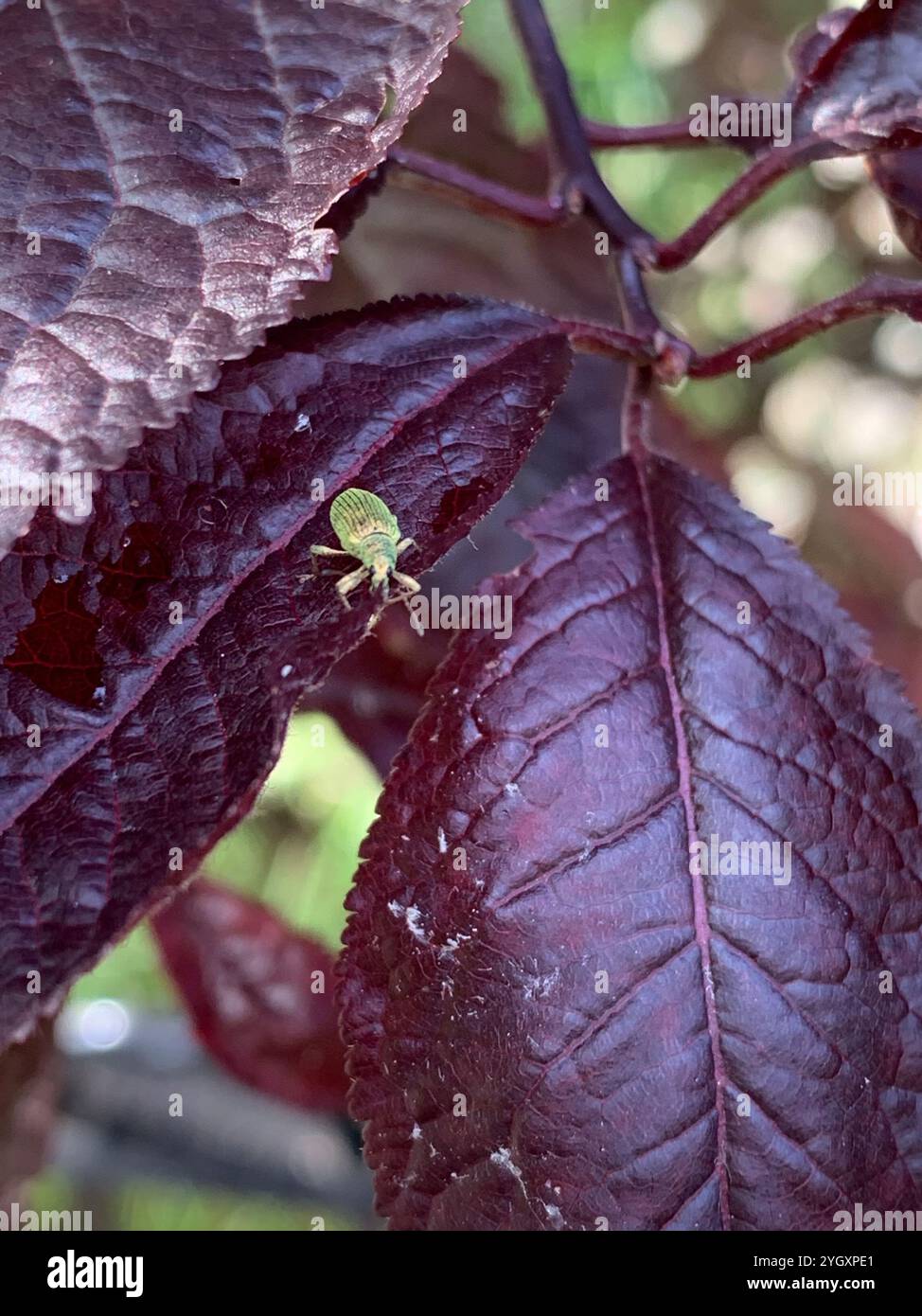 Green Immigrant Leaf Weevil (Polydrusus formosus Stock Photo - Alamy