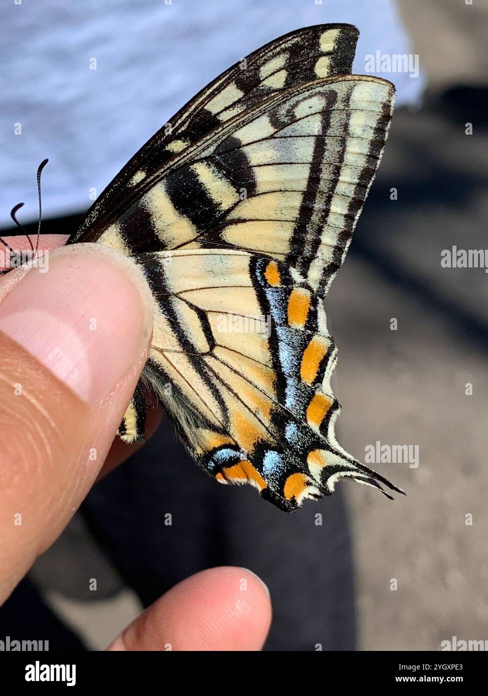 Canadian Tiger Swallowtail (Papilio canadensis Stock Photo - Alamy
