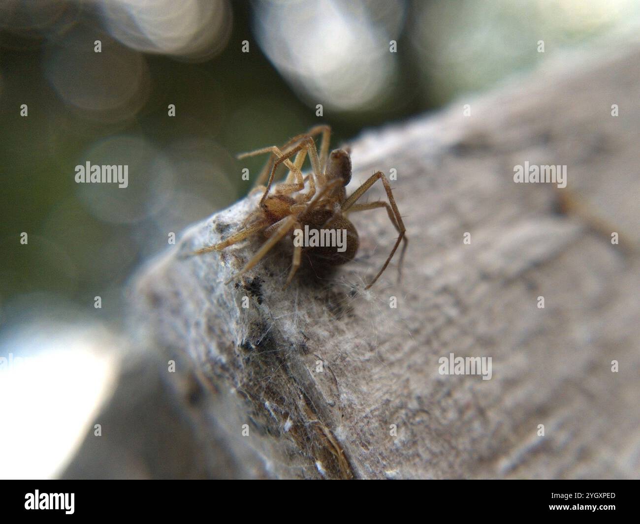 Running Crab Spiders (Philodromus Stock Photo - Alamy