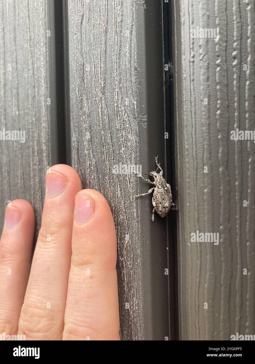 New york weevil hi-res stock photography and images - Alamy