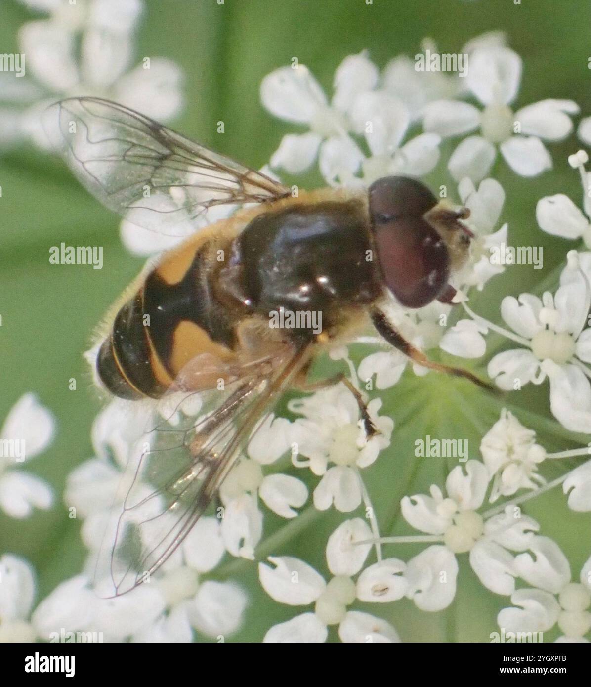 Stripe-winged Drone Fly (Eristalis horticola Stock Photo - Alamy