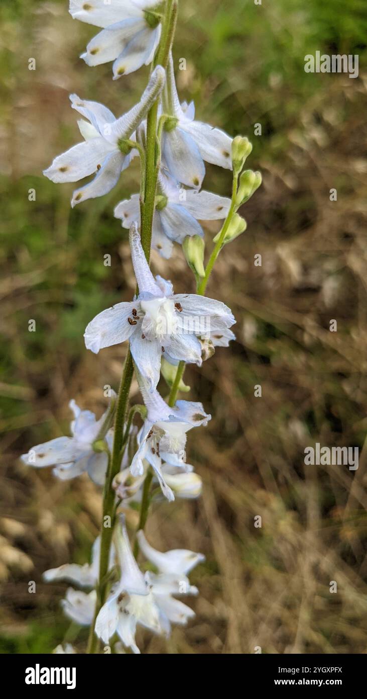 Wild Blue Larkspur (Delphinium carolinianum Stock Photo - Alamy