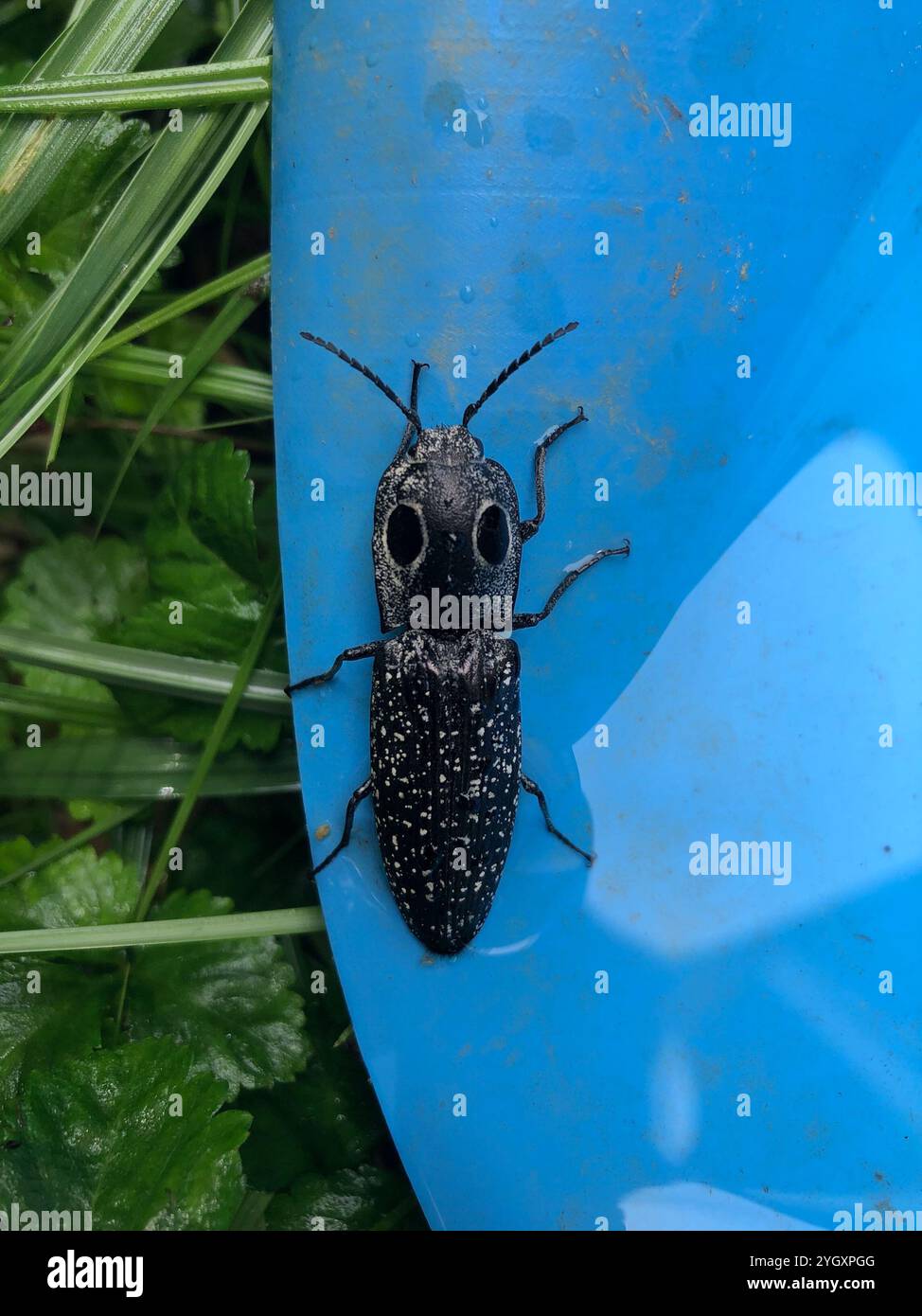Eastern Eyed Click Beetle (Alaus oculatus Stock Photo - Alamy