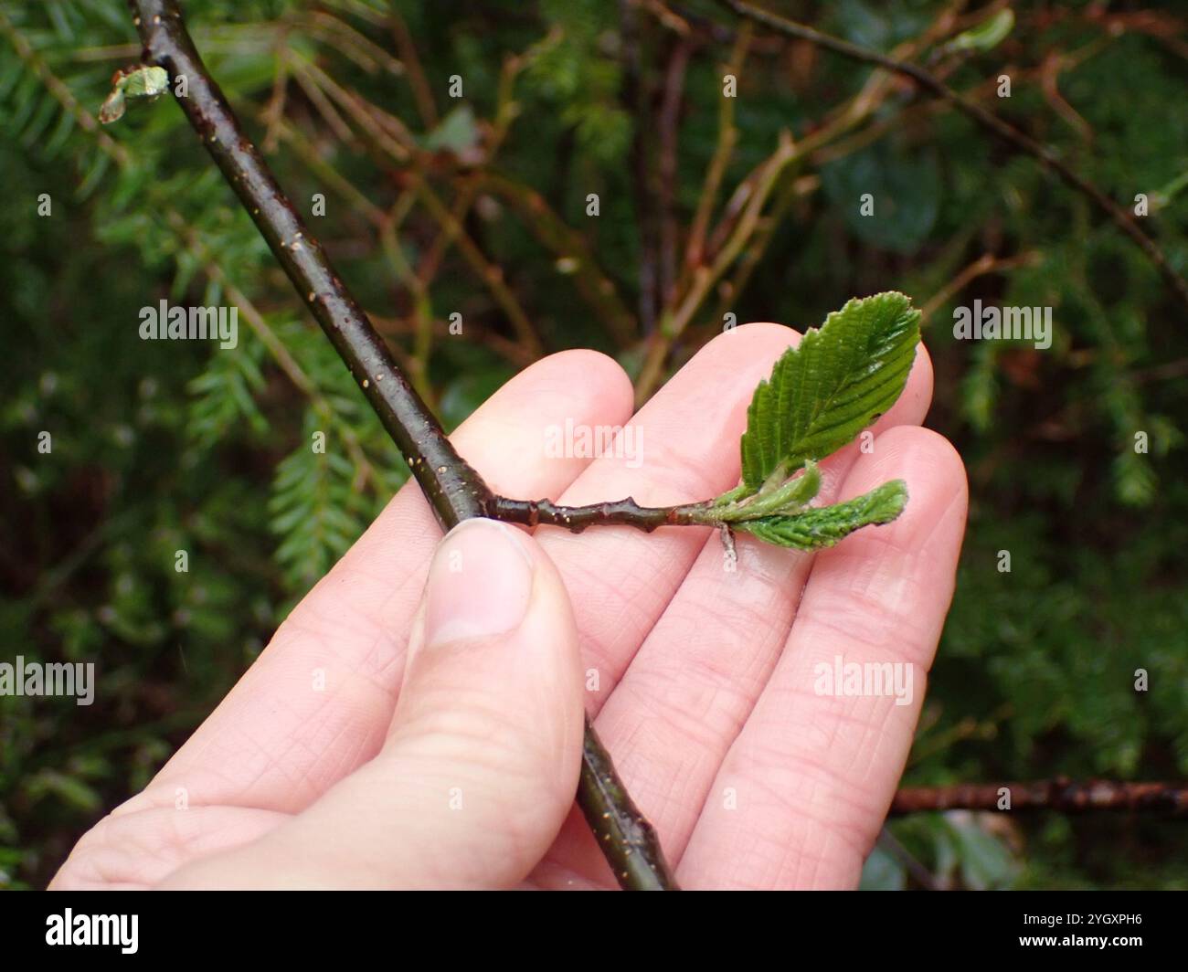Red Alder (Alnus rubra Stock Photo - Alamy