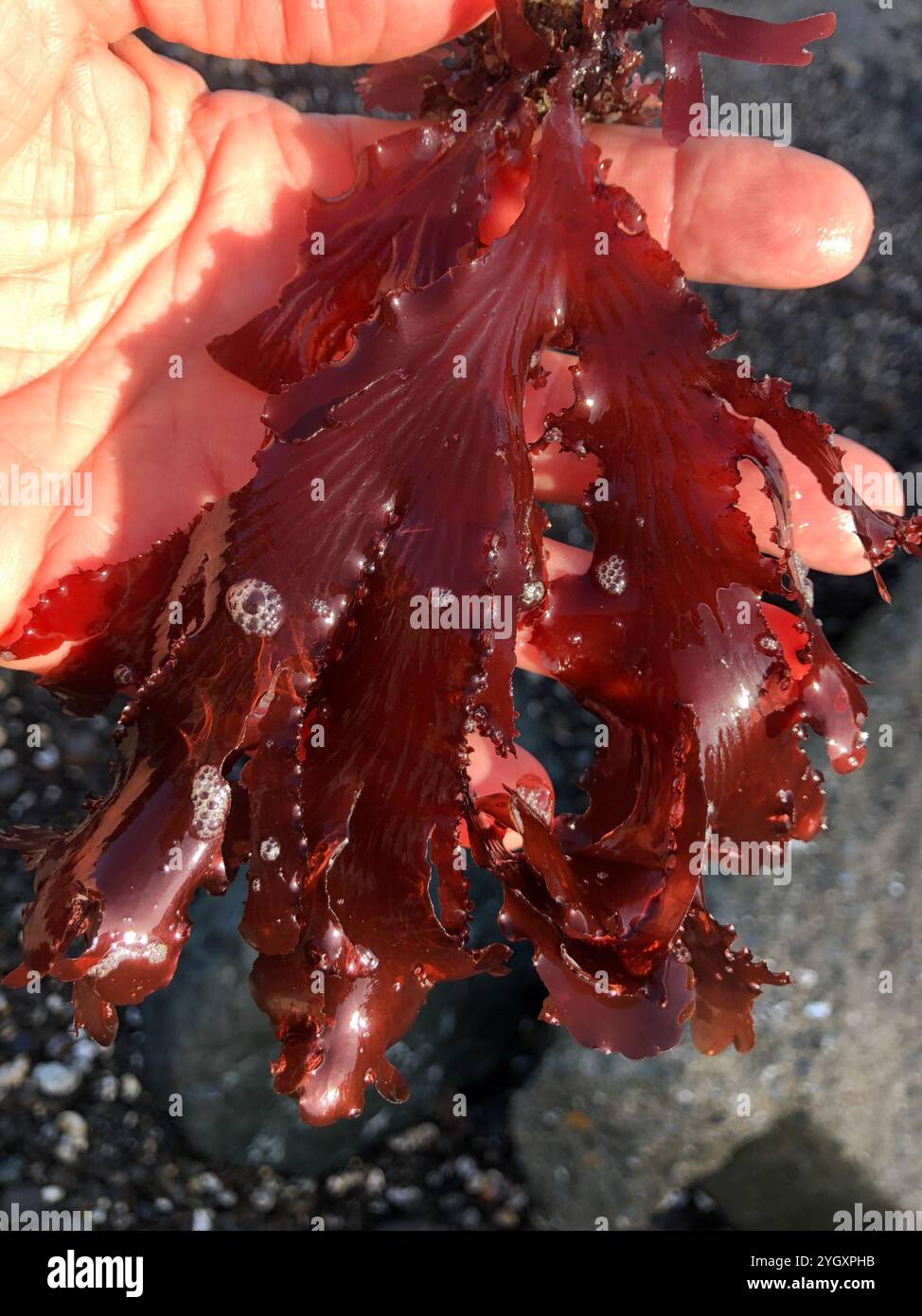 Grape Tongue (Cryptopleura ruprechtiana Stock Photo - Alamy
