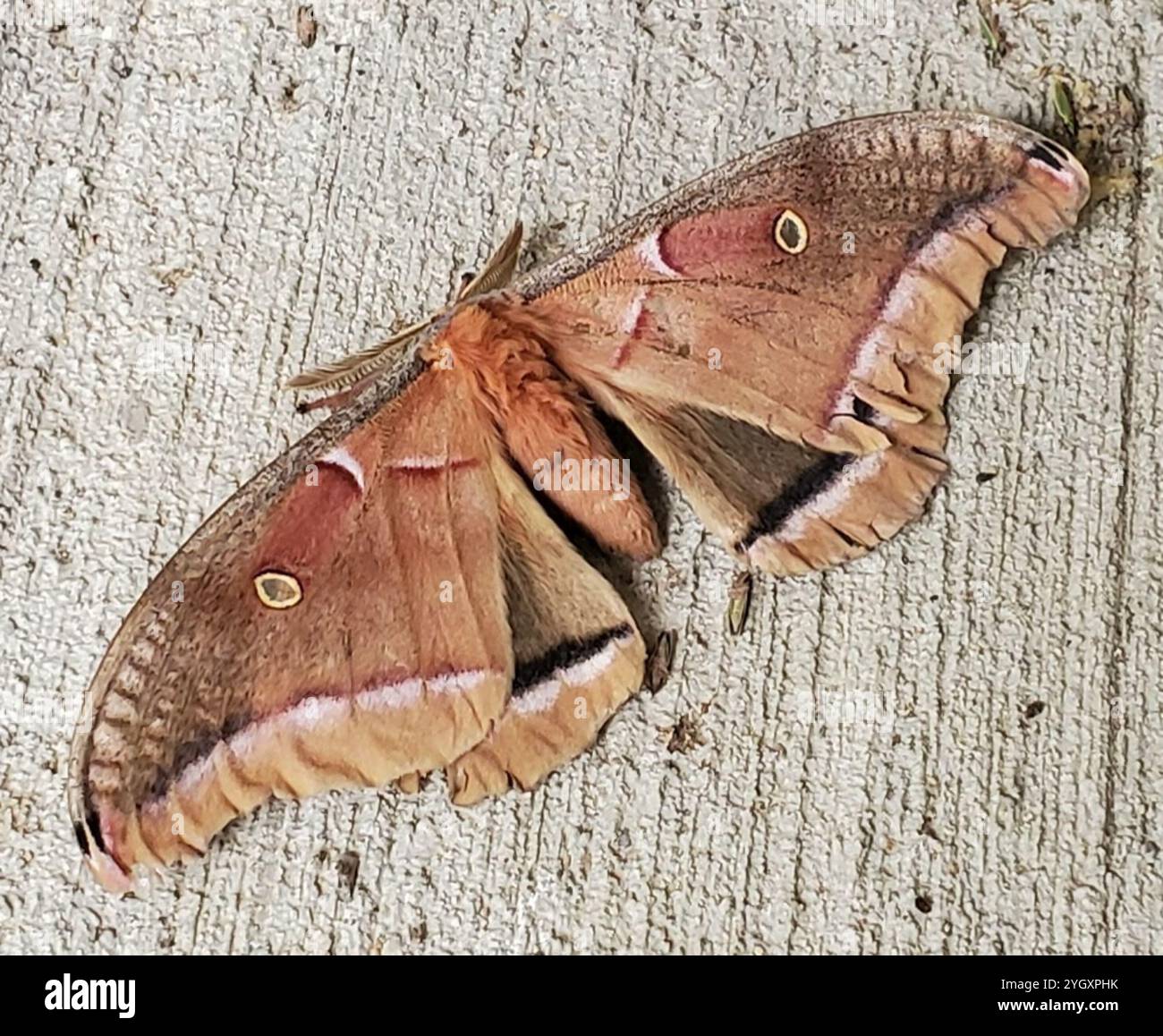 Polyphemus Moth (Antheraea polyphemus Stock Photo - Alamy