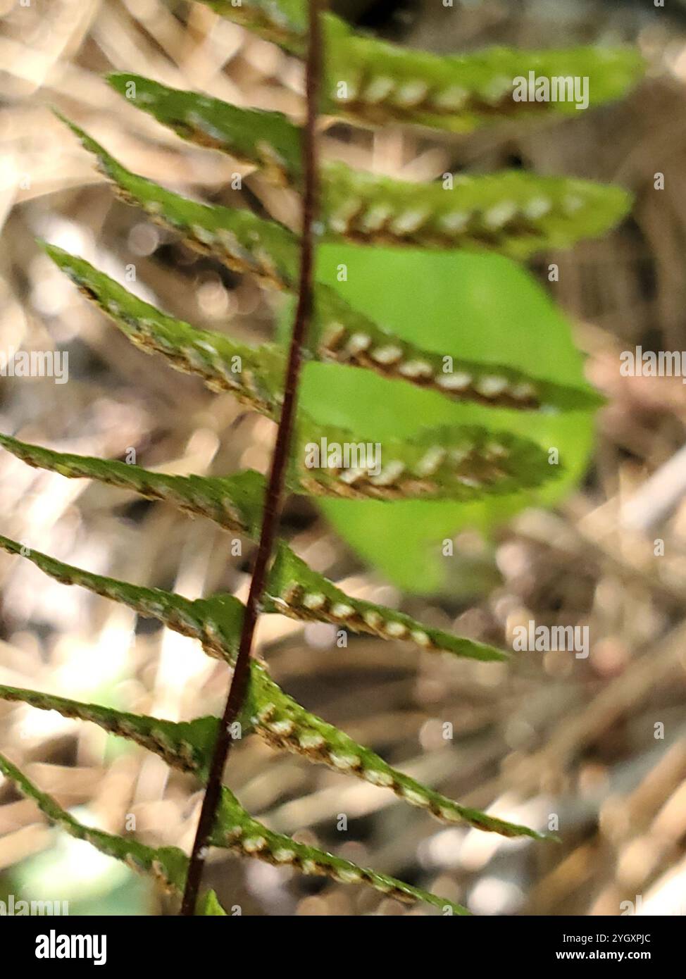 ebony spleenwort (Asplenium platyneuron Stock Photo - Alamy