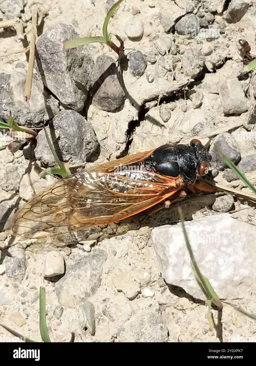 Periodical Cicadas (Magicicada Stock Photo - Alamy