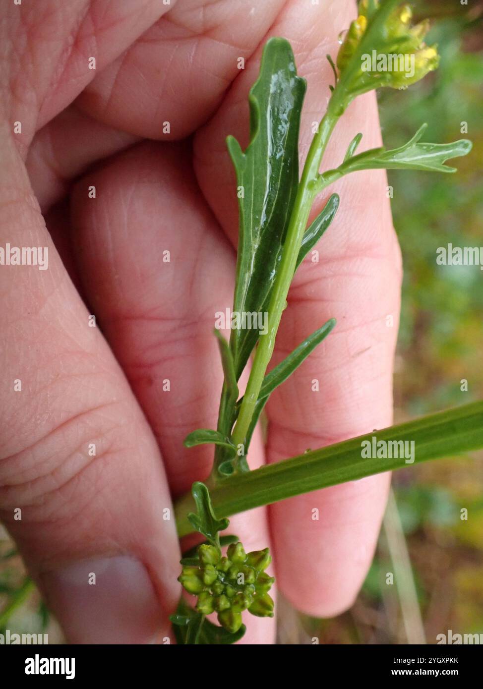 mustard family (Brassicaceae Stock Photo - Alamy