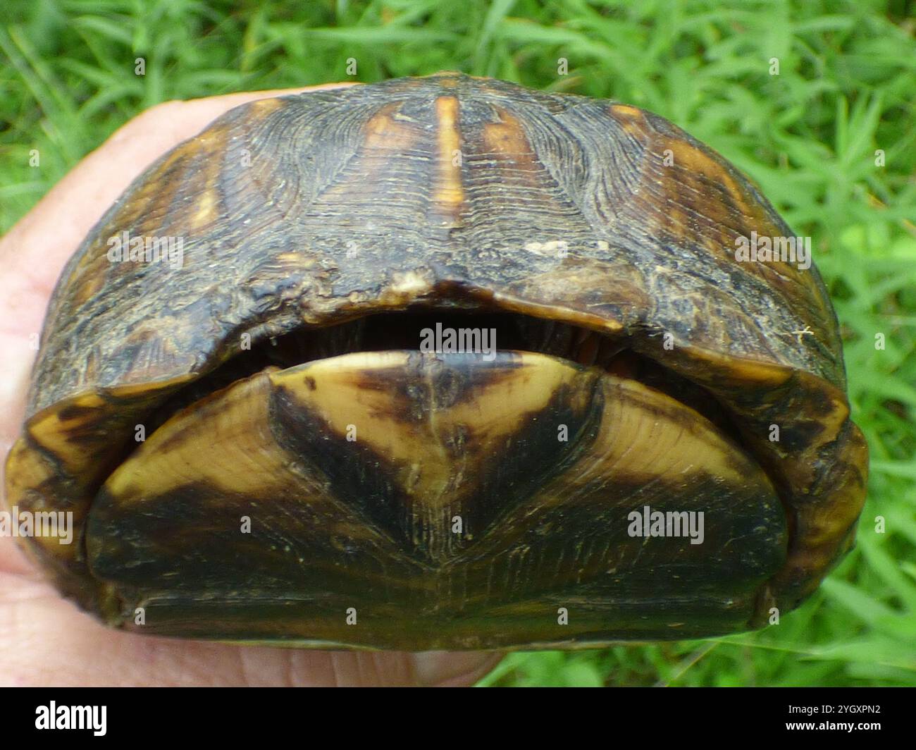 Eastern Box Turtle (Terrapene carolina carolina Stock Photo - Alamy