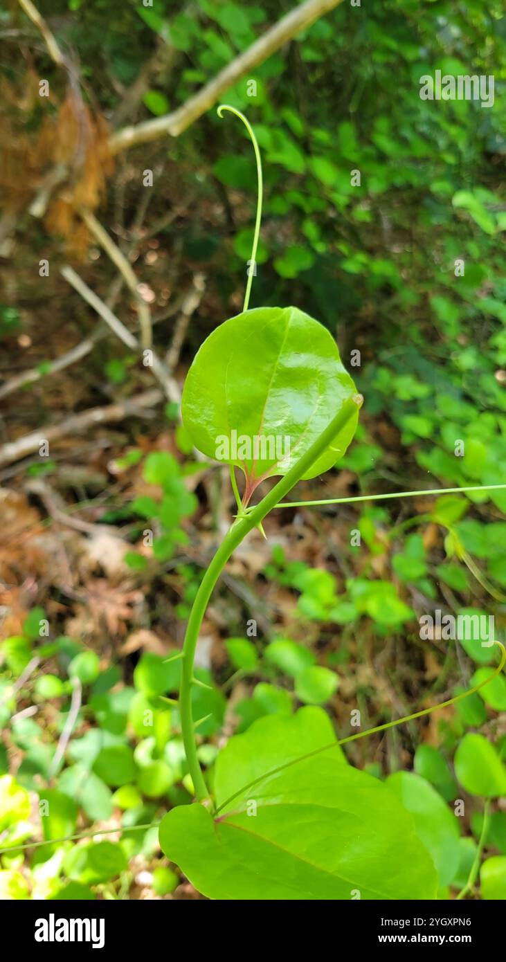 Smilax rotundifolia hi-res stock photography and images - Alamy