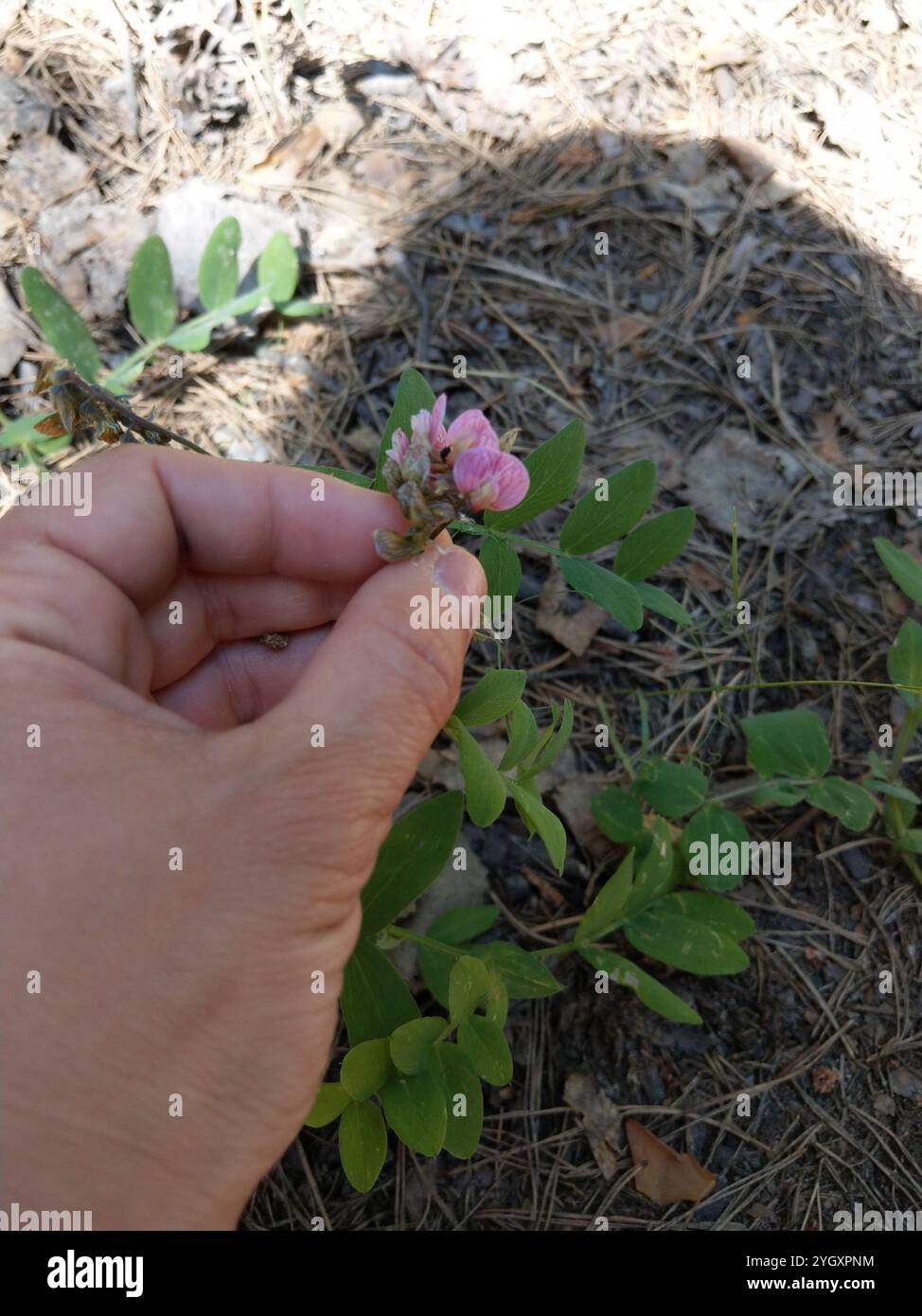 Pisiform grass-pea (Lathyrus pisiformis Stock Photo - Alamy