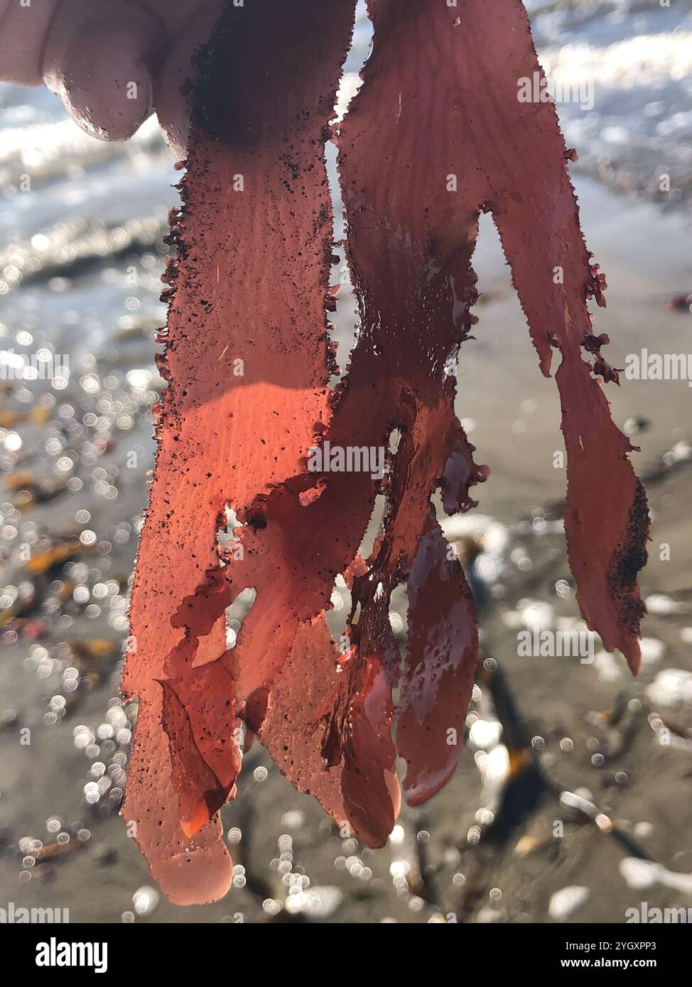 Grape Tongue (Cryptopleura ruprechtiana Stock Photo - Alamy