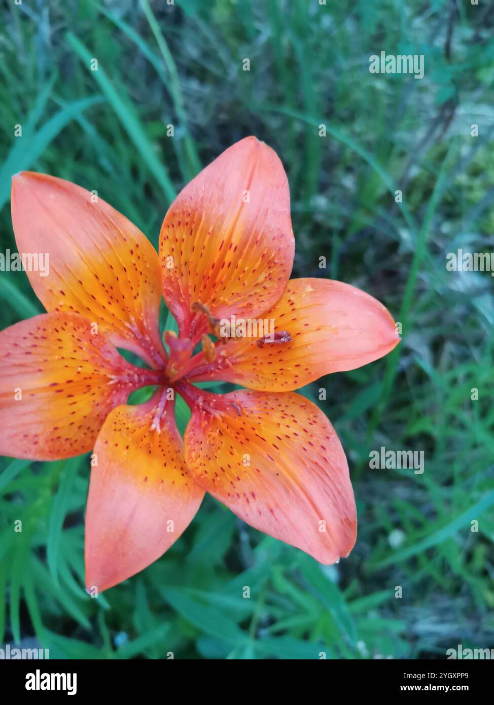 fire lily (Lilium bulbiferum Stock Photo - Alamy
