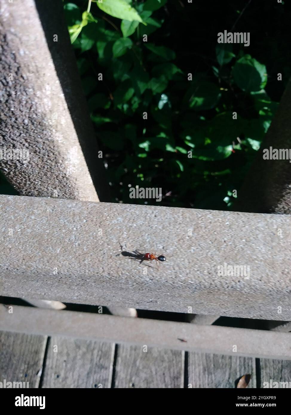 Florida Carpenter Ant (Camponotus floridanus Stock Photo - Alamy