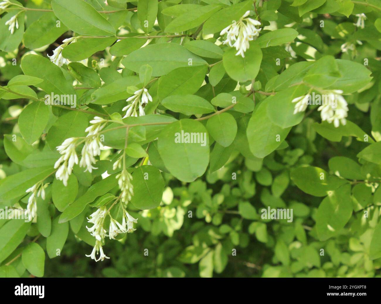 border privet (Ligustrum obtusifolium Stock Photo - Alamy