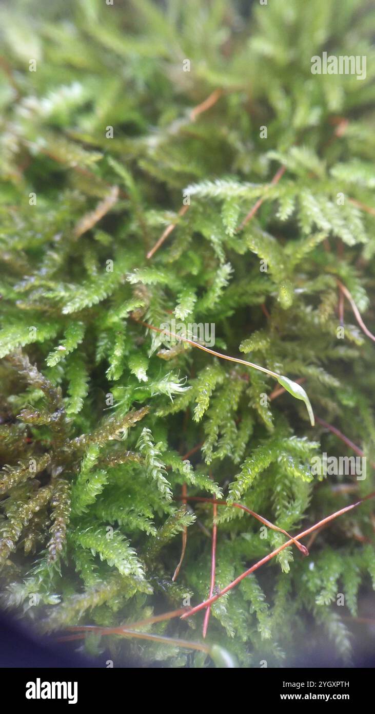 Elegant Beaked Moss (Eurhynchiastrum pulchellum Stock Photo - Alamy