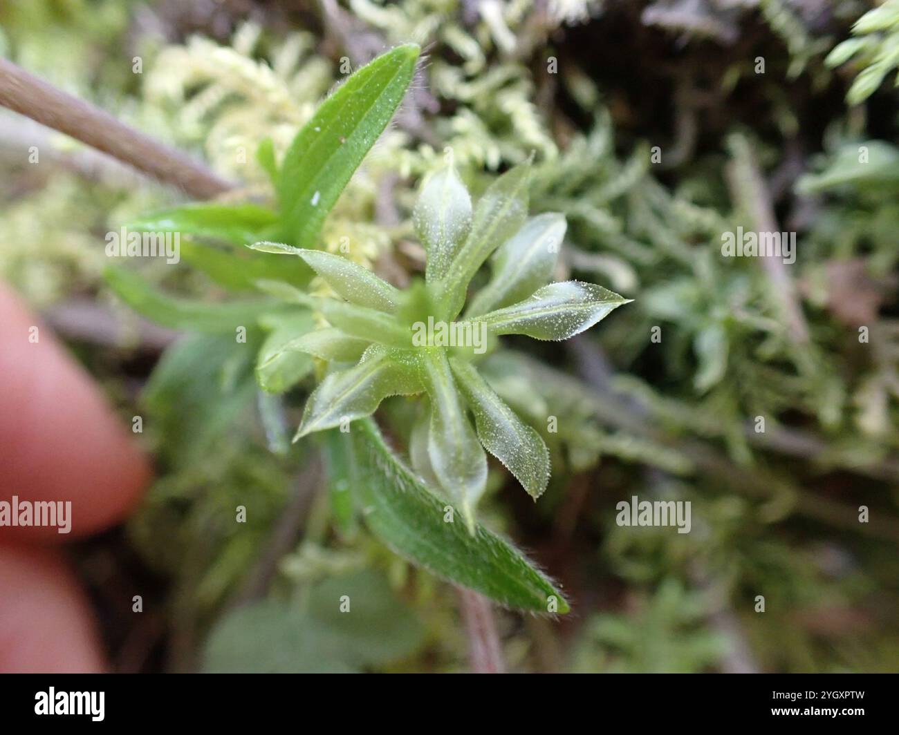 Thyme and Allied Mosses (Plagiomnium Stock Photo - Alamy