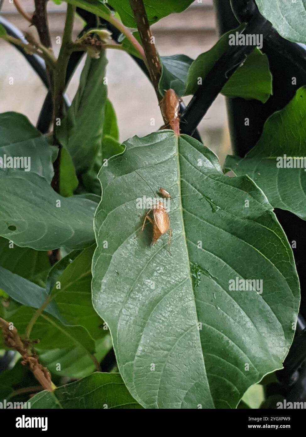 Ectobius pallidus hi-res stock photography and images - Alamy