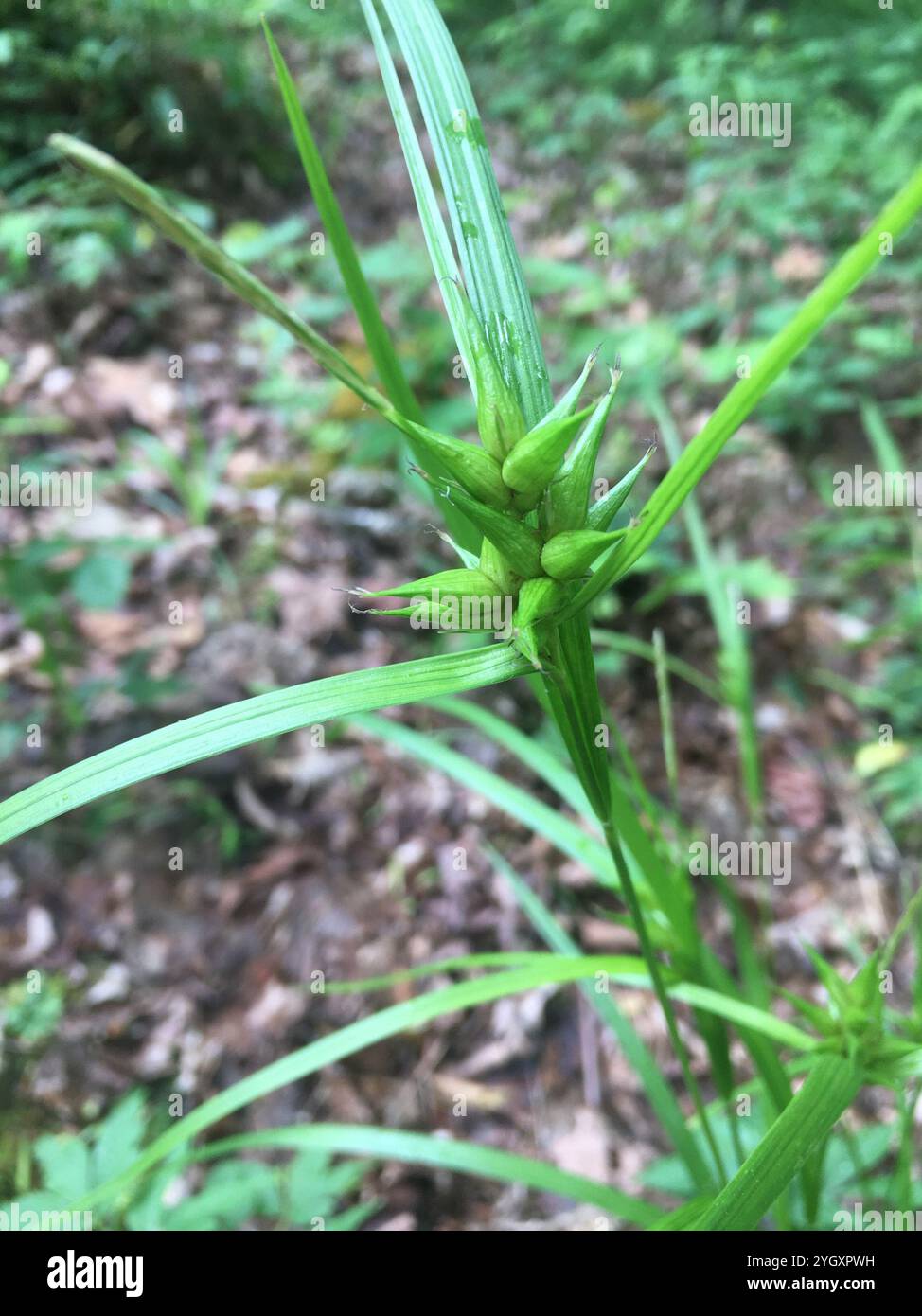 bladder sedge (Carex intumescens Stock Photo - Alamy