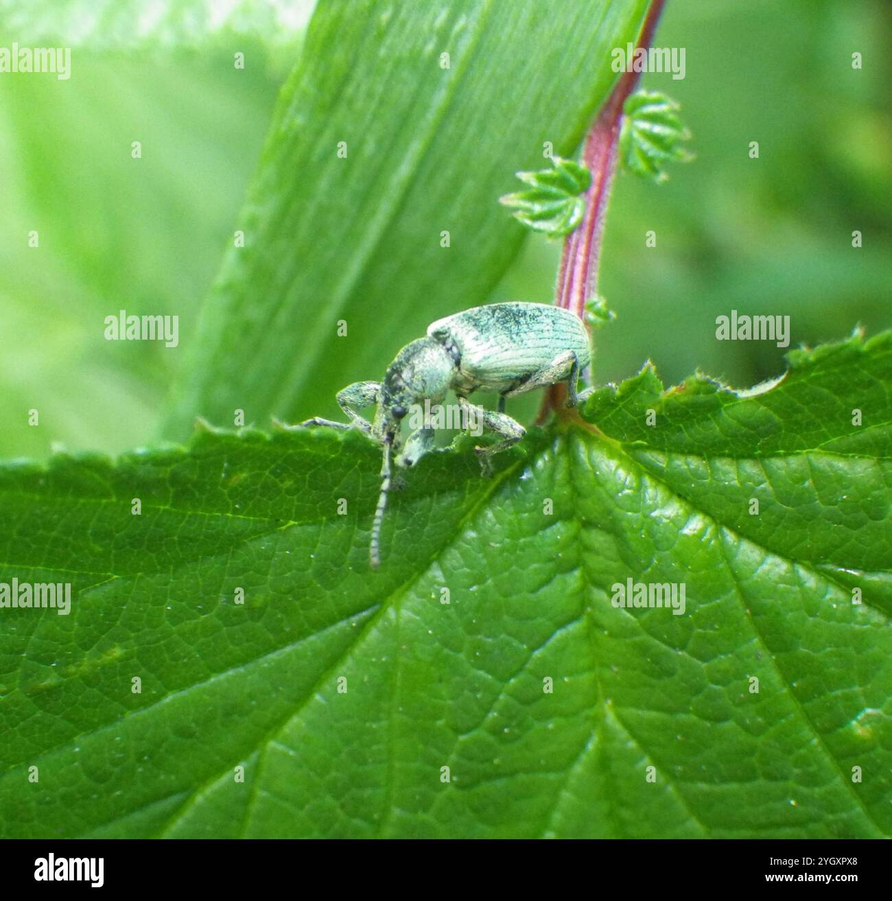 Nettle weevil (Phyllobius pomaceus Stock Photo - Alamy