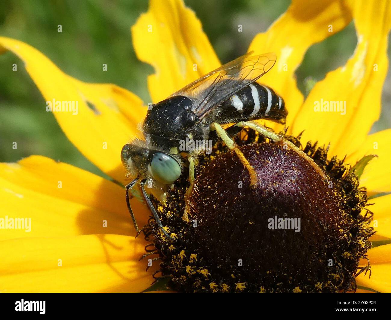 American Sand Wasp (Bembix americana Stock Photo - Alamy
