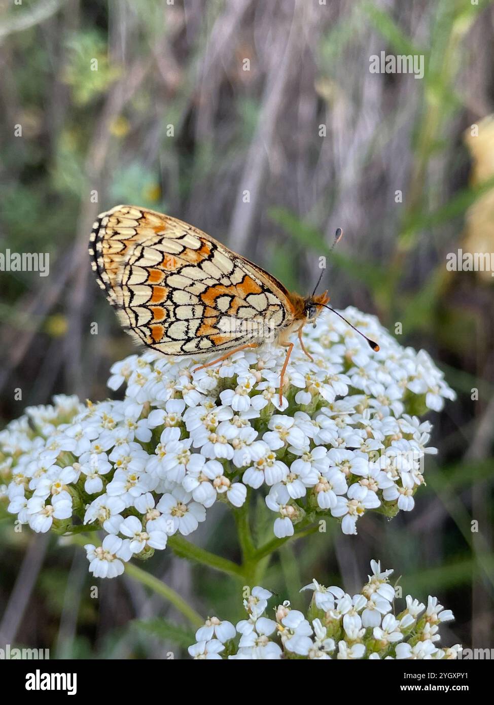 Knapweed Fritillary (Melitaea phoebe Stock Photo - Alamy