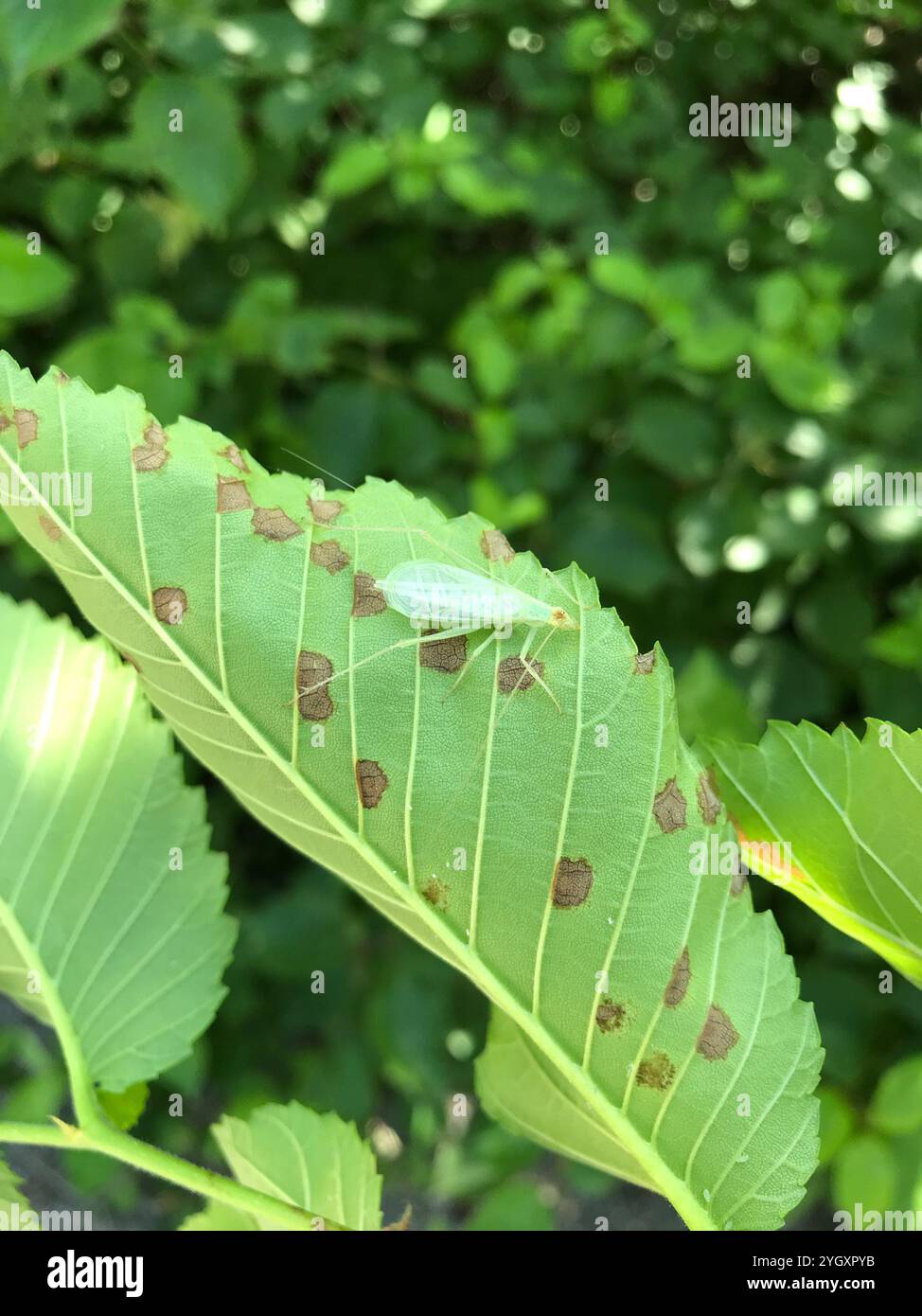 Snowy Tree Cricket (Oecanthus fultoni Stock Photo - Alamy