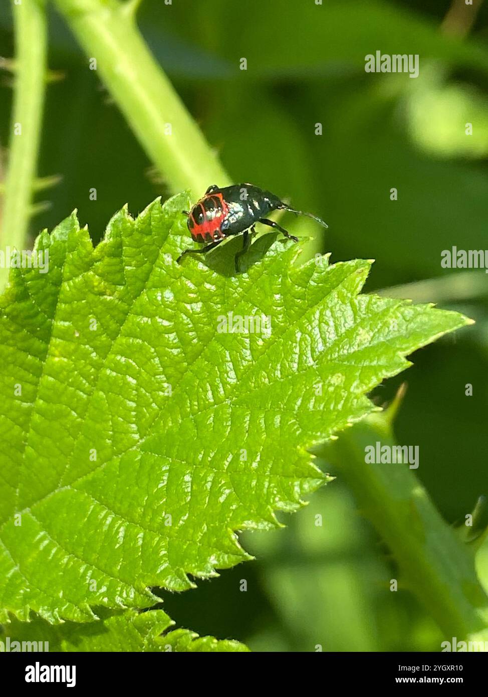 Blue Shield Bug (Zicrona caerulea Stock Photo - Alamy