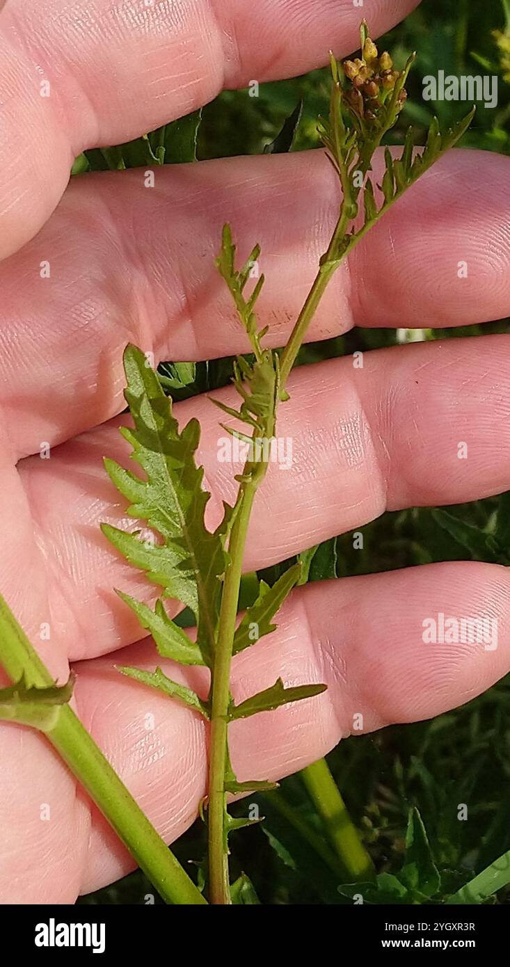 Bog Yellowcress (Rorippa palustris Stock Photo - Alamy