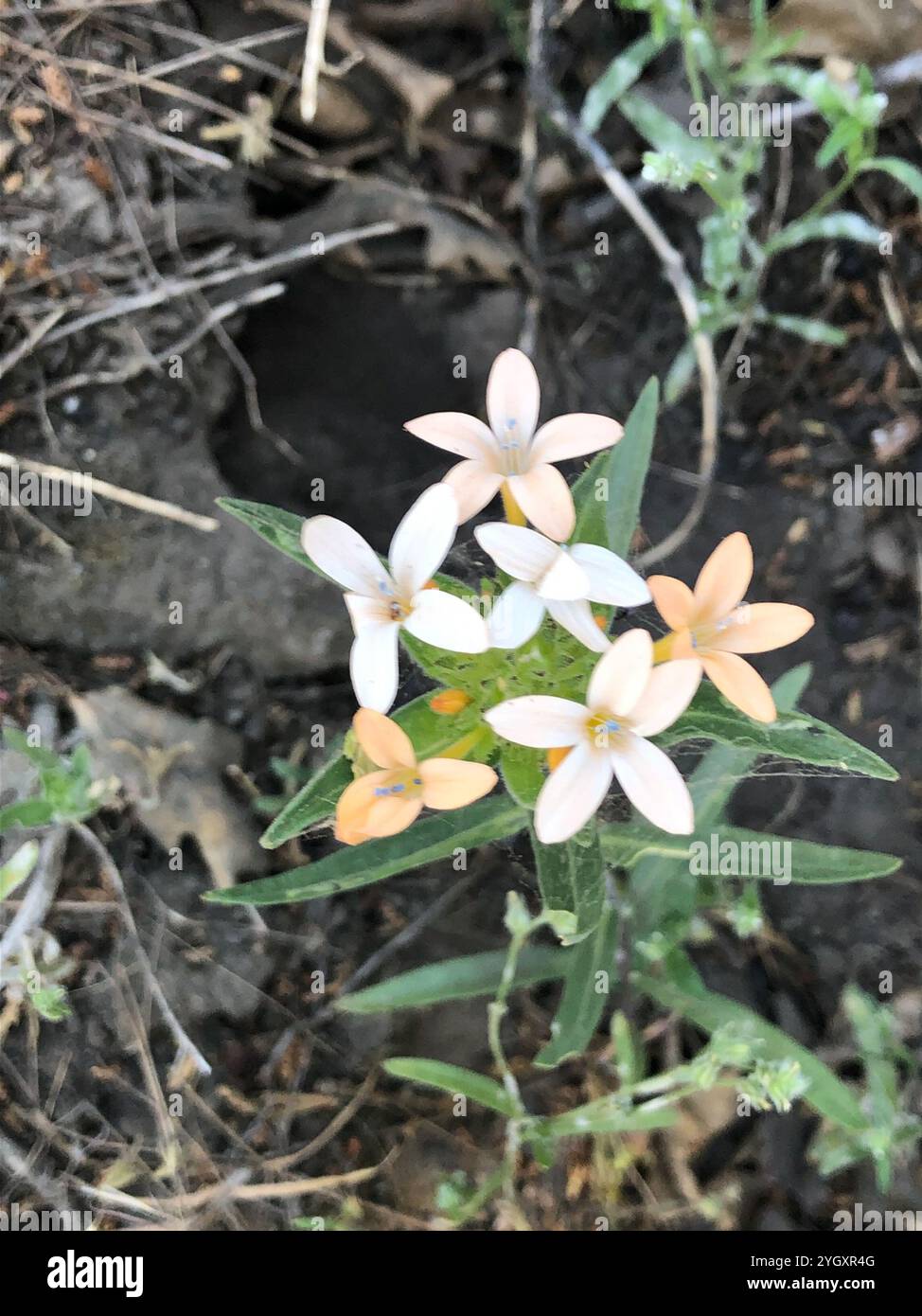 grand collomia (Collomia grandiflora Stock Photo - Alamy