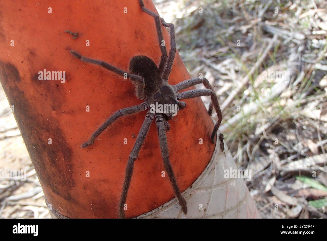 Grey Huntsman (Isopeda villosa Stock Photo - Alamy