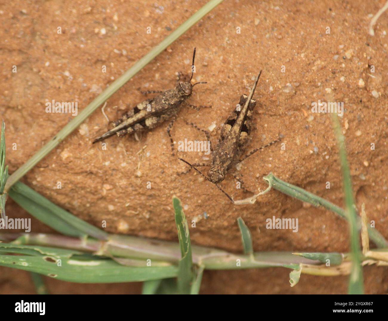 Carinate Locust (Trilophidia annulata Stock Photo - Alamy